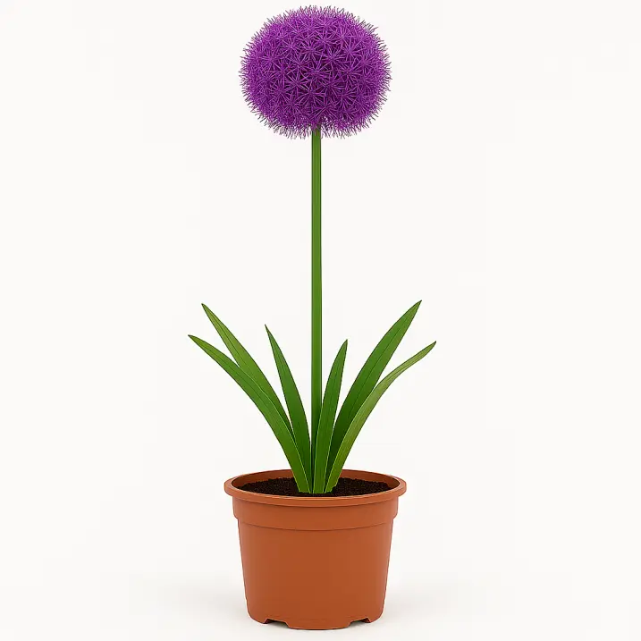 Allium giganteum Ambassador Pot P17-C2L | Central Jardin